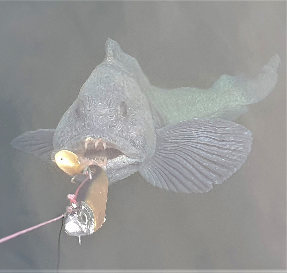 Tidenes beste steinbitfiske? / Normark Norway