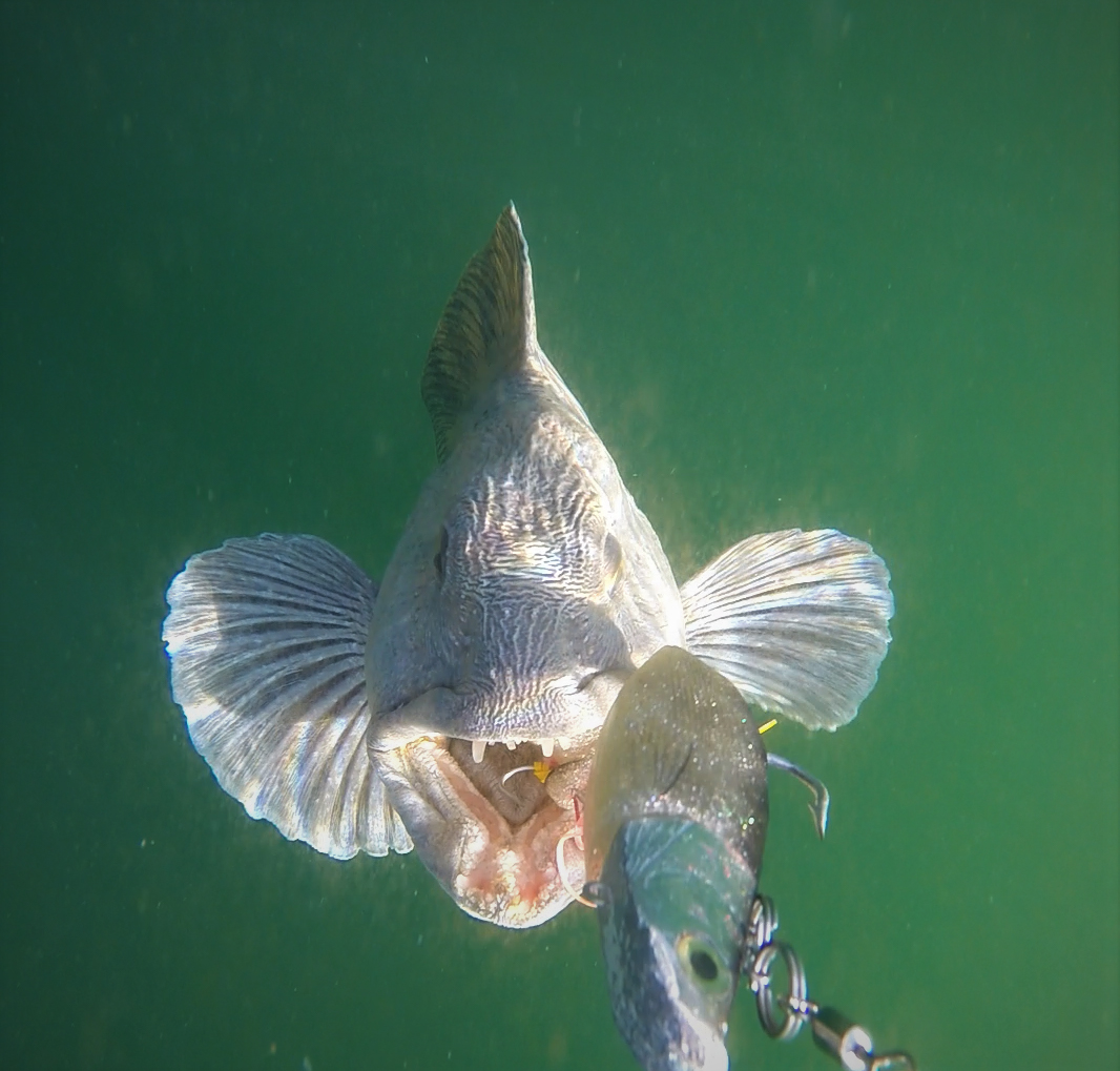 Tidenes beste steinbitfiske? / Normark Norway