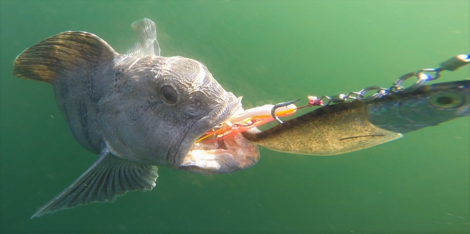 Tidenes beste steinbitfiske? / Normark Norway